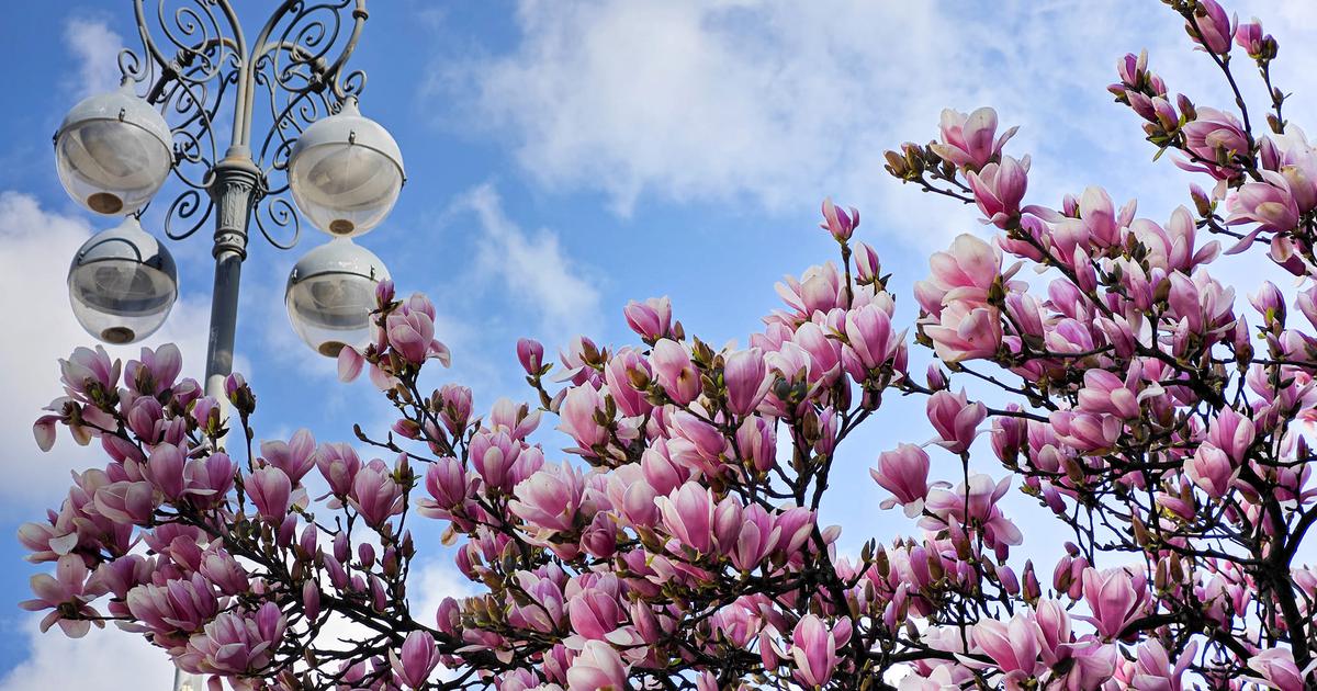 Ovo su najljepše fotografije slavonskobrodske magnolije | Plusportal