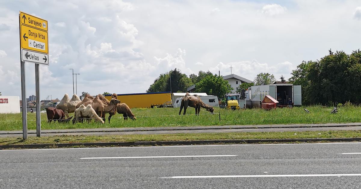 Na livadi u Slavonskom Brodu - krdo deva | Plusportal