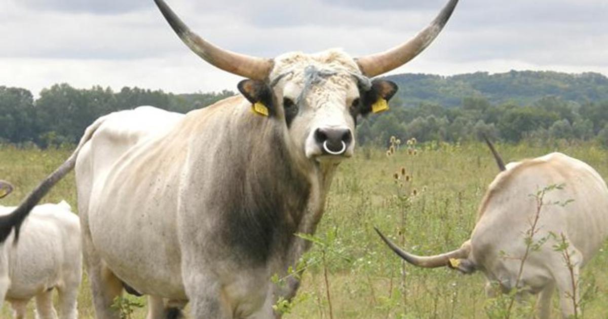 Hrvatska pri europskom vrhu po ekomreži | Plusportal