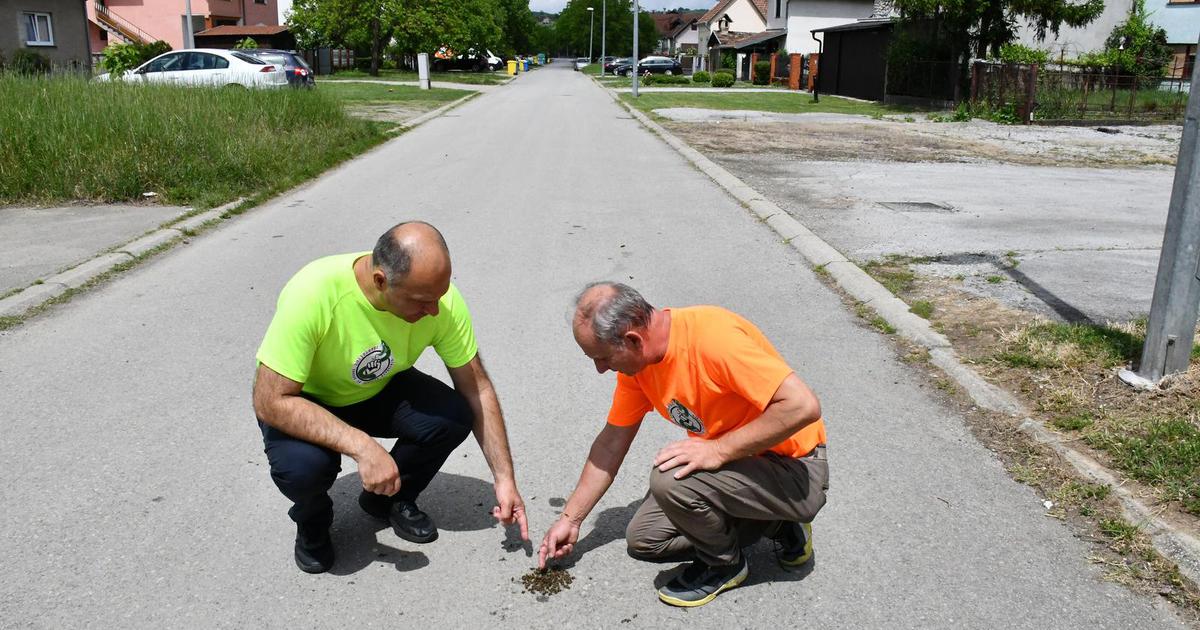 Spasili roj pčela sa slavonskobrodske ceste | Plusportal